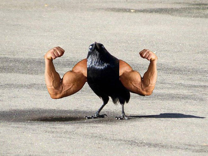 Siap-siap Tertawa, Ini Kumpulan Meme 'Birds With Arms' Paling Kocak ...