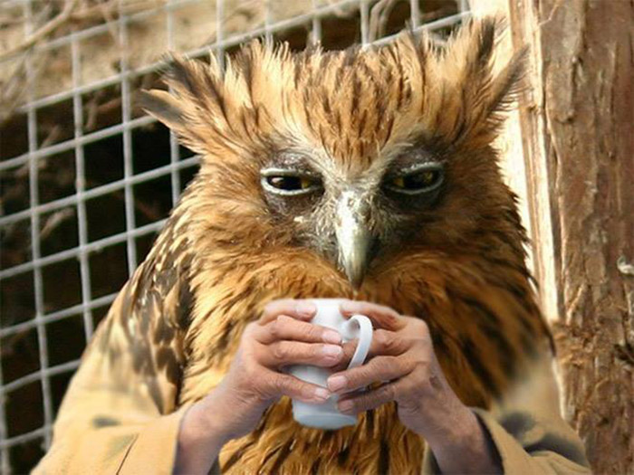 Siap-siap Tertawa, Ini Kumpulan Meme 'Birds With Arms' Paling Kocak ...