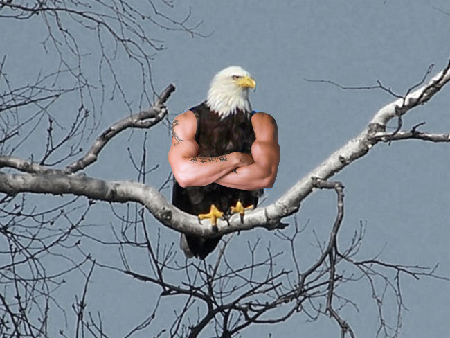 Siap-siap Tertawa, Ini Kumpulan Meme 'Birds With Arms' Paling Kocak ...